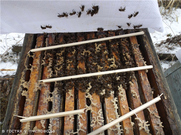 как у меня зимуют пчелы в зимовнике в ульях ППУ и ППС - часть 2 , результат зимовки