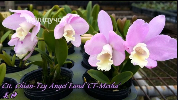 Орхидеи новинки. В мое коллекции пополнение. Орхомания захватила, не могу остановиться..mp4