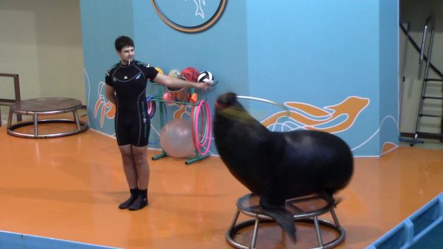 Дельфинарий, часть 2 Морской лев.