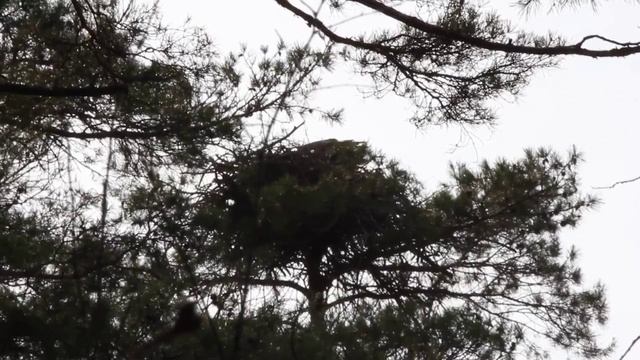 Орлан-белохвост на гнезде Haliaeetus albicilla