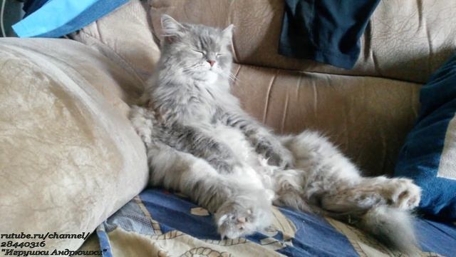 Котик меломан