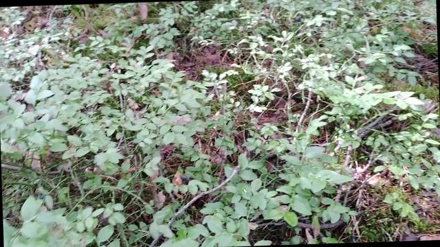 Поход в лес за черникой и грибами