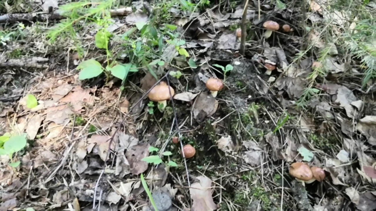 Сбор маслят для маринования на зиму в лесу