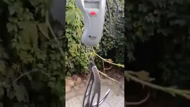 Стандартный якорь Шаман