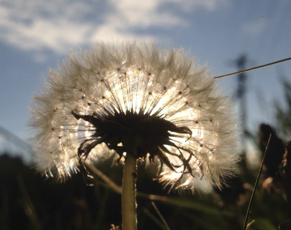 О том как научится снимать природу и вообще все , что не «натюрморт».