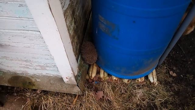 Айка поймала ёжика.