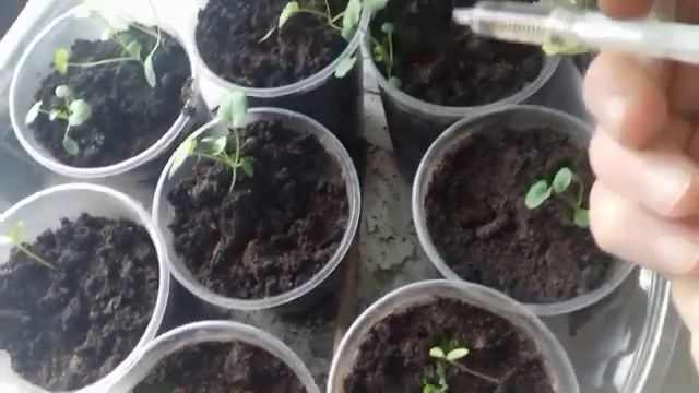 Первая подкормка петунии.