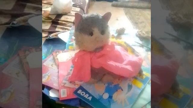 Чернышка Шипицина загадочный зубок песня мяу мяяяяу