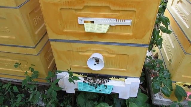 какой улей лучше и перспективнее - рейтинг ульев на моей пасеке в 2022 году