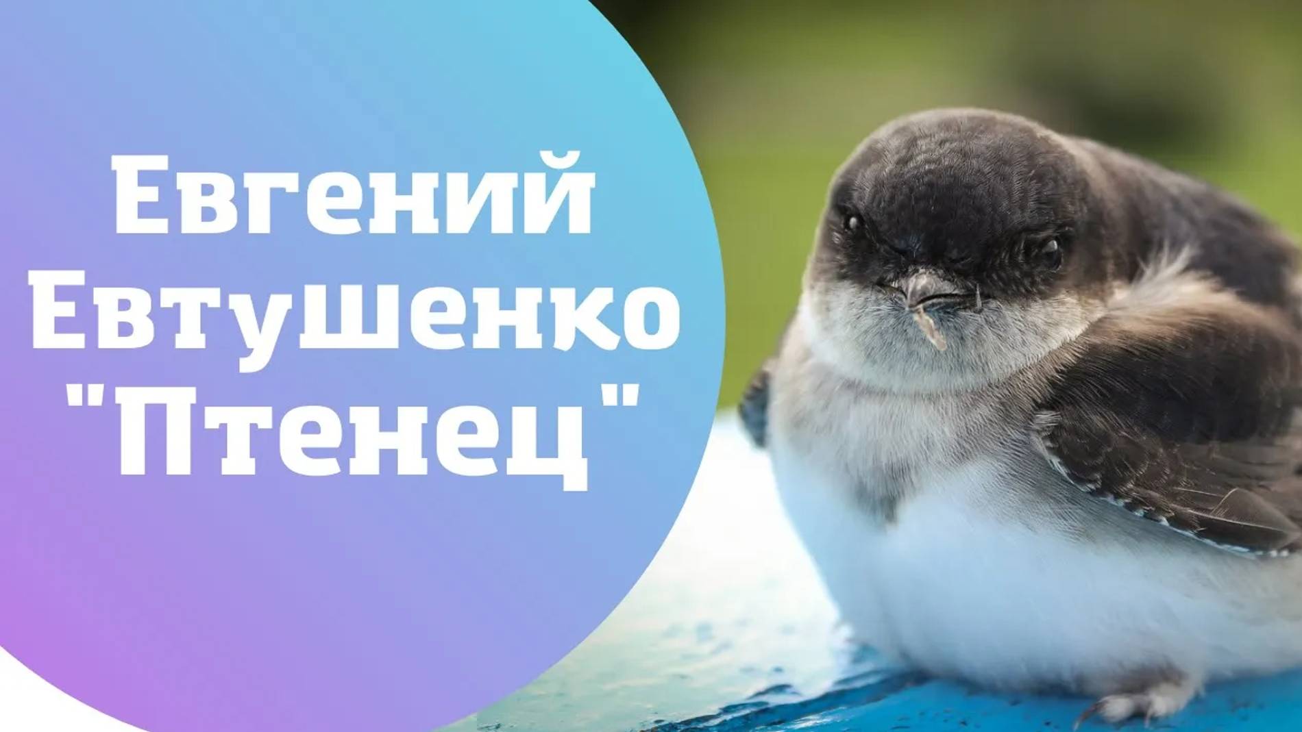 Стихотворение Е. Евтушенко "Птенец"