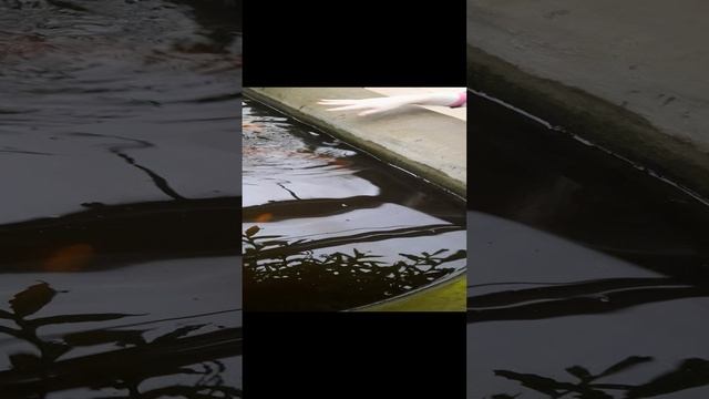 Девочки пытаются погладить рыбу??????