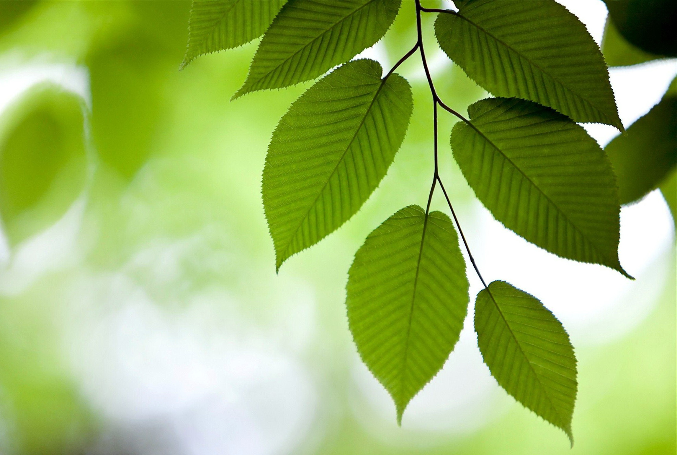 Шёпот листвы