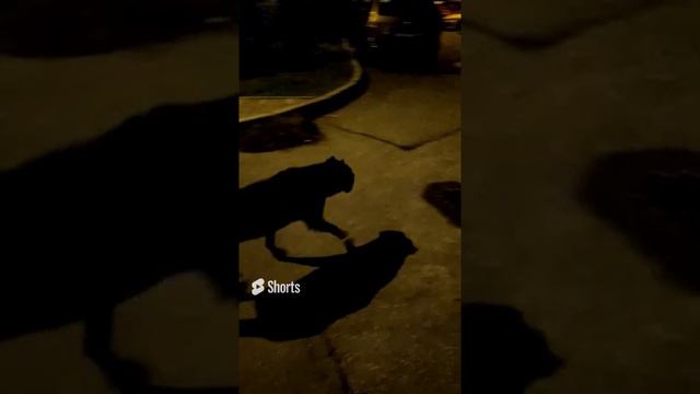 кане-корсо, выпусти меня погулять