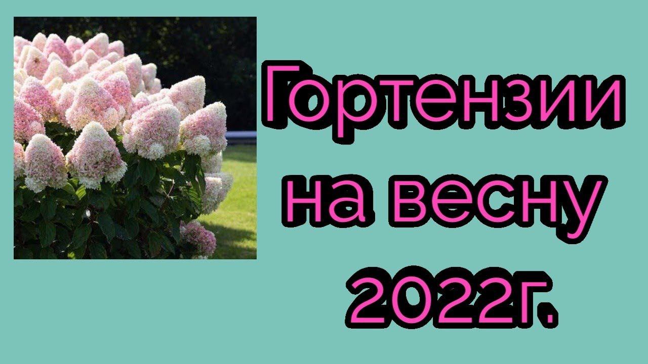Гортензии о которых я мечтала . .Где заказать на весну 2022 г.