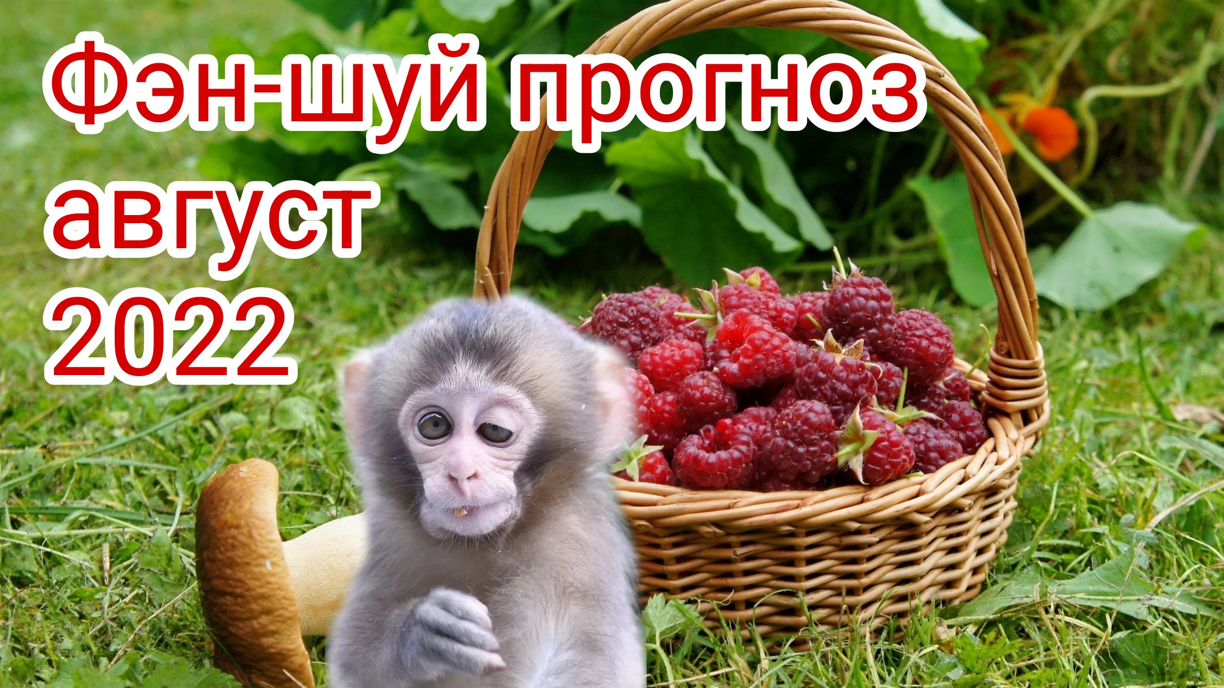 25. Фэн-шуй прогноз на август 2022 || Месяц Земляной Обезьяны#6