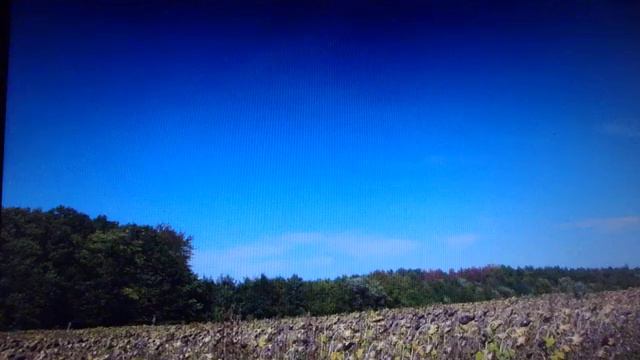 Ориентирование по подсолнухам