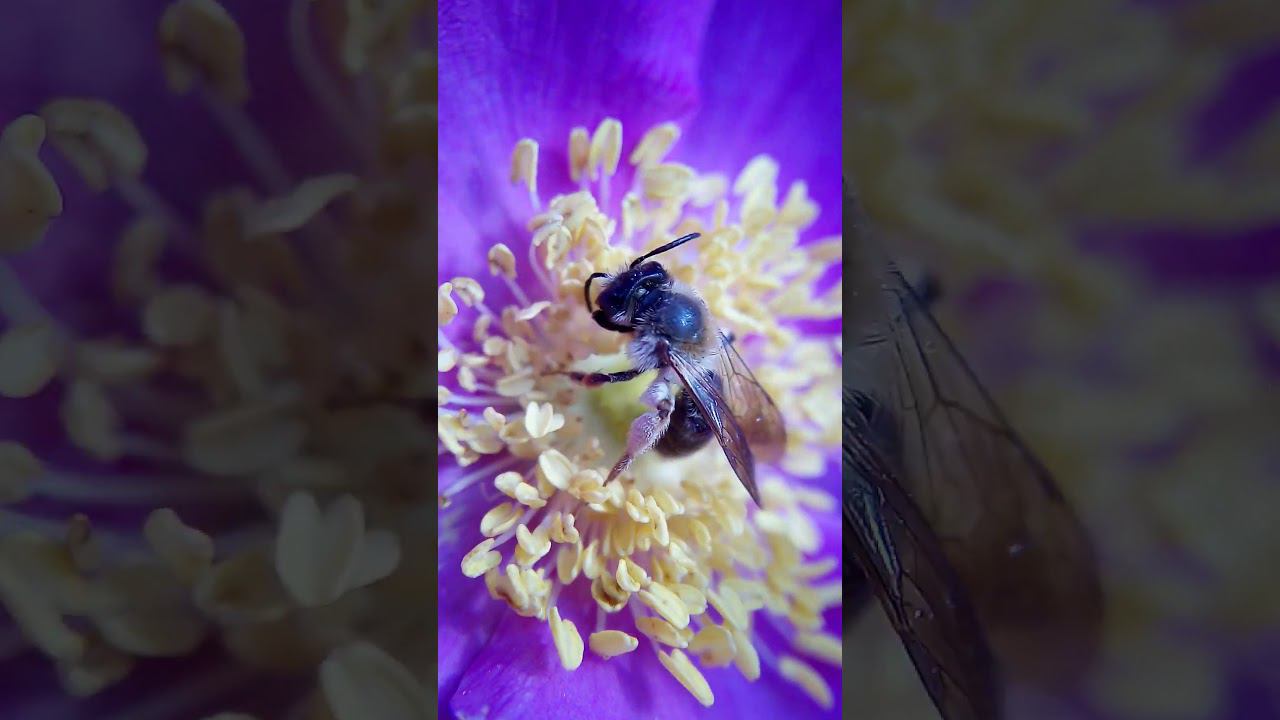 Борьба за нектар на дикой розе