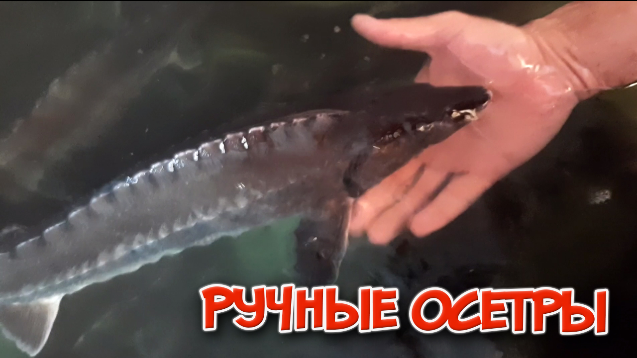 Ручные ОСЕТРЫ в УЗВ.