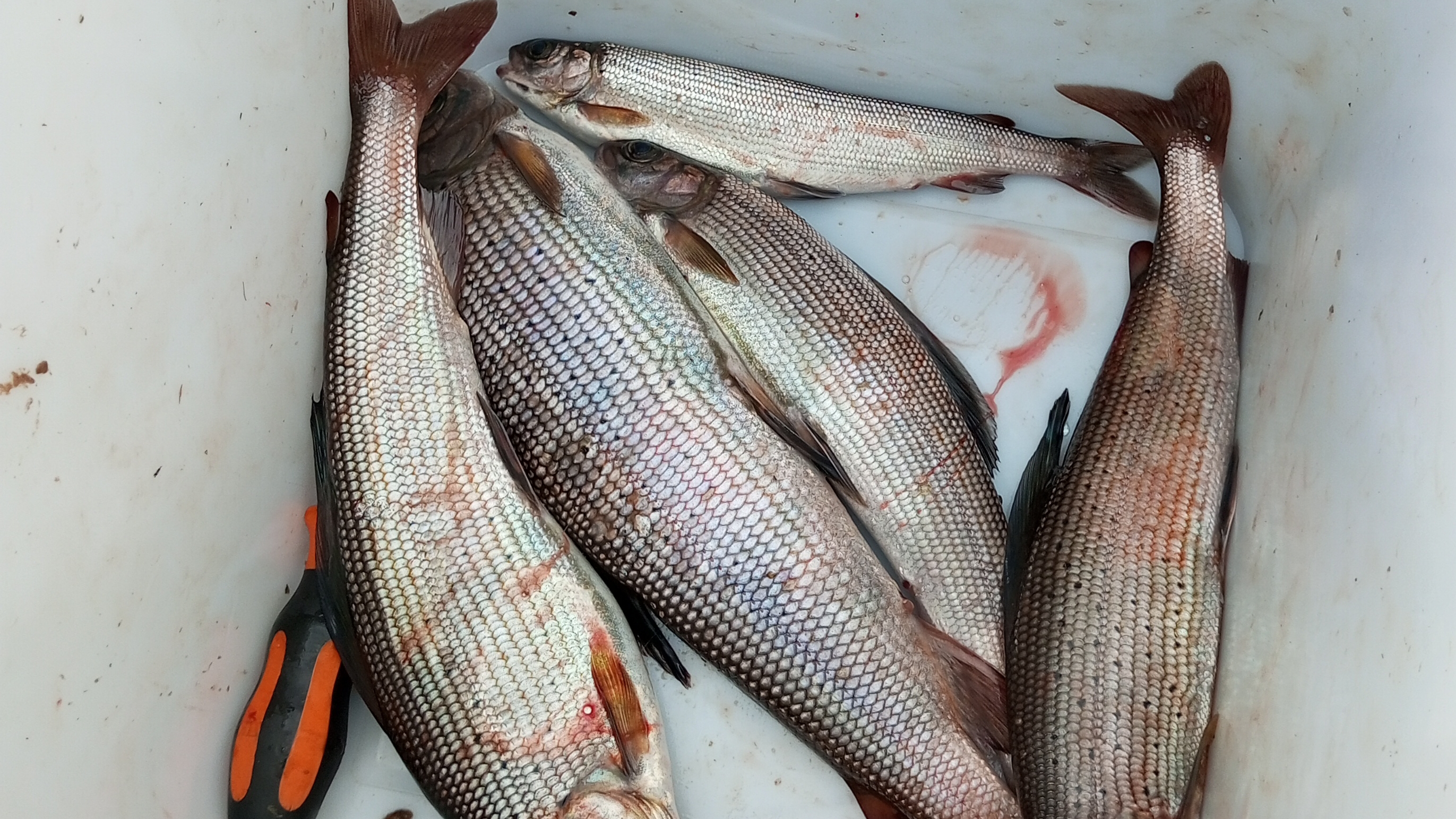 хариус клюнул на спиннинг