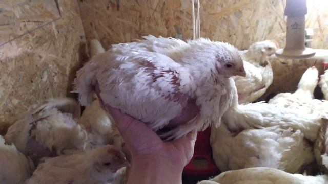 Бройлерам 30 дней.mp4