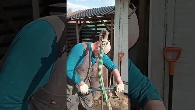 Весенняя абиссинка