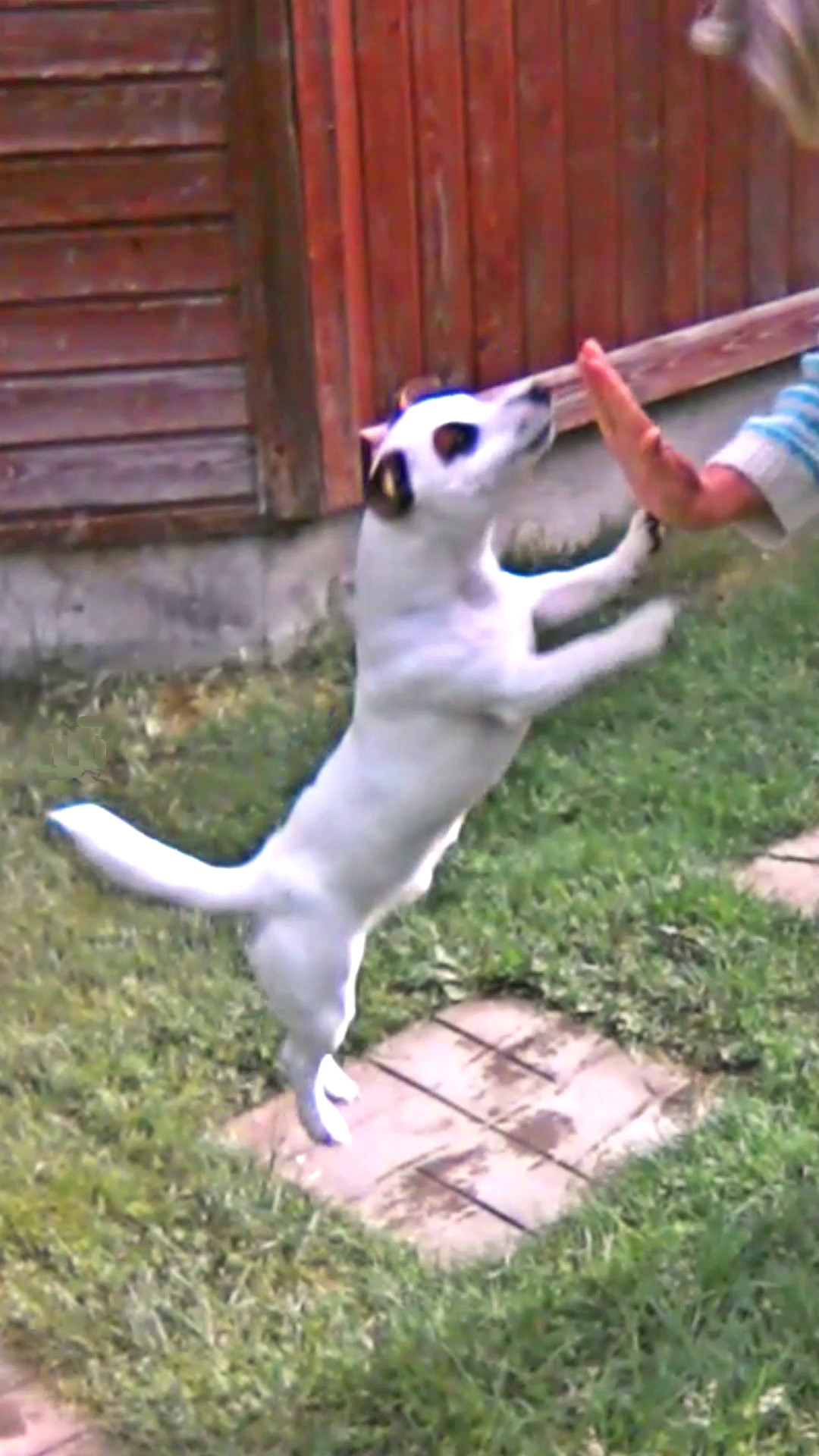 Брайт, дай пять!