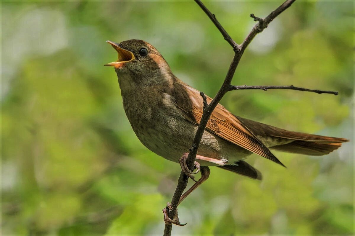 Птичий хоровод