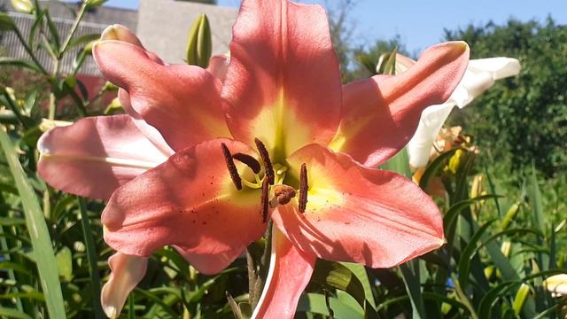 лилия САТИСФЕКШН