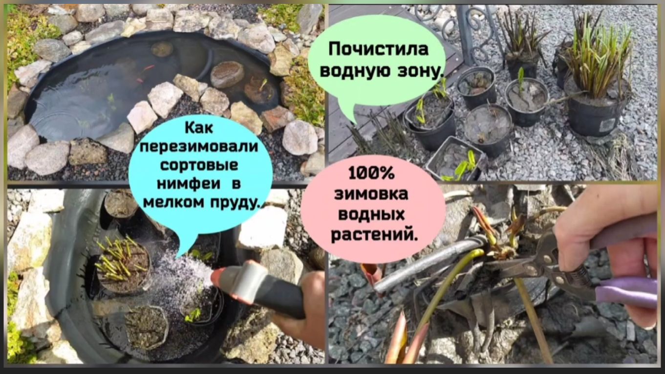 Уход за водными растениями и декоративными прудиками весной (2022г.)