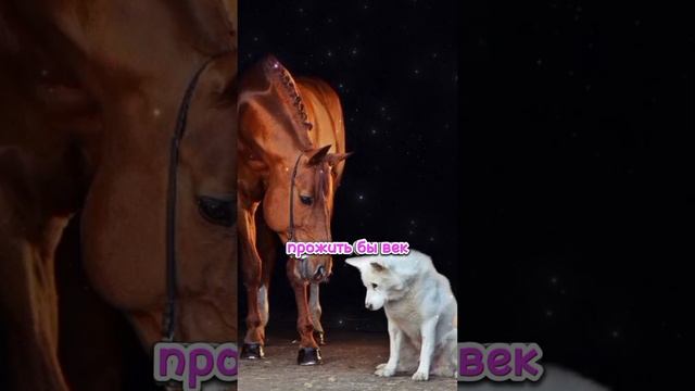 Мой лучший друг. Дай Бог тебе , прожить всю жизнь.