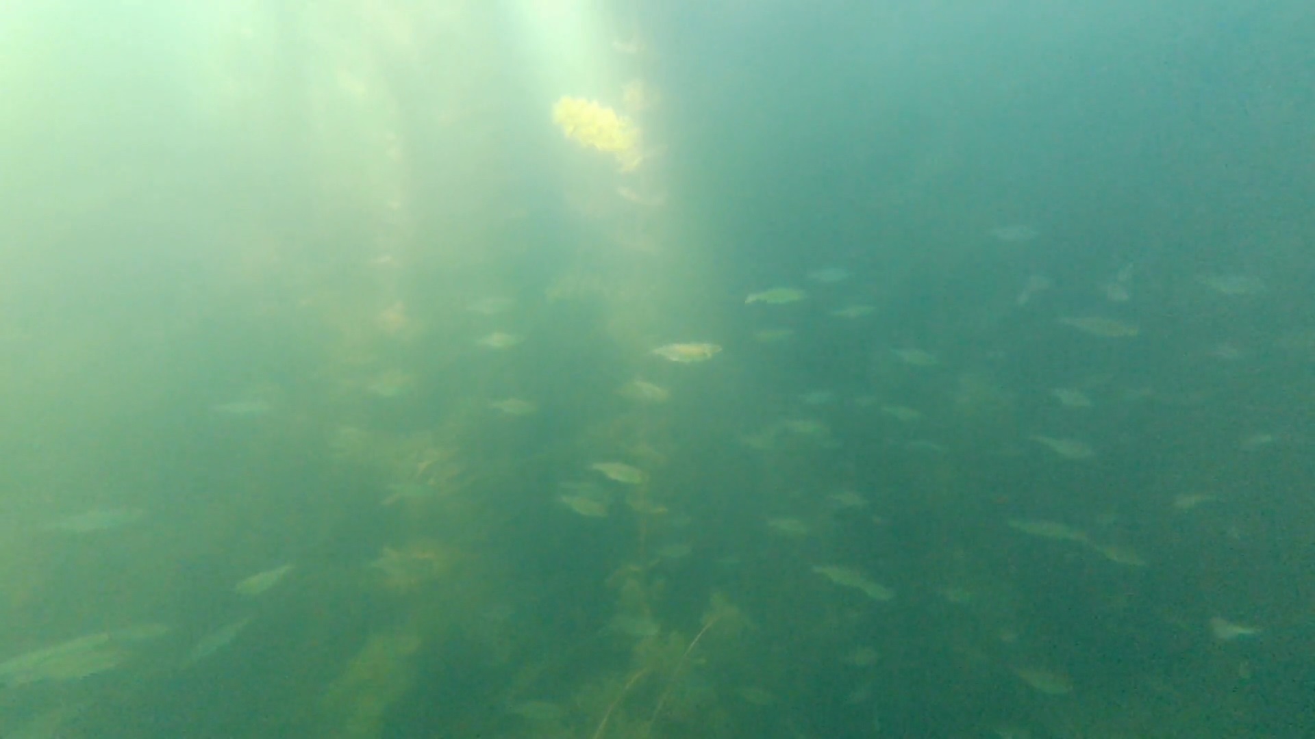 Калининградская область. Ровное. Подводная фотоохота.