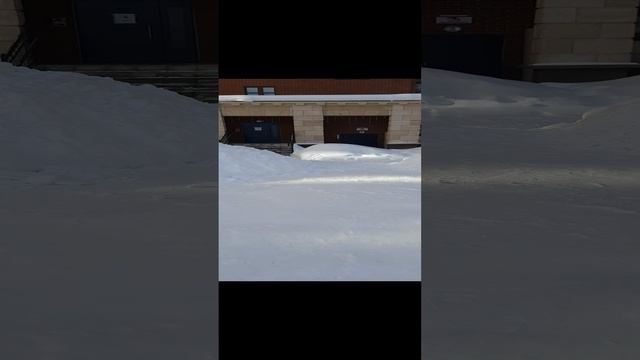 У собаки ДЗЭН РЕЛАКС???