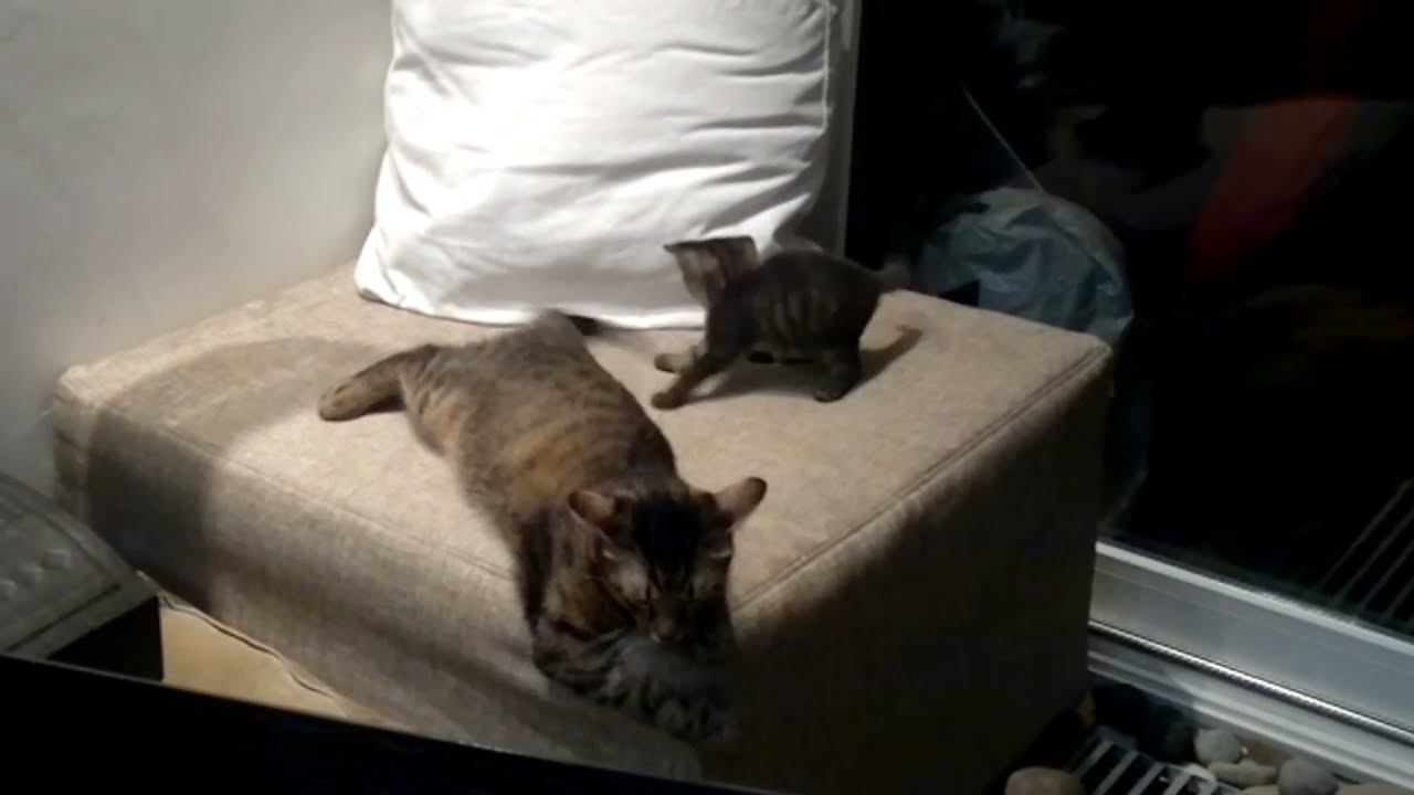 Смешные котики ) funny cats