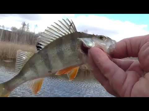 Как я поймал окуней поздней осенью