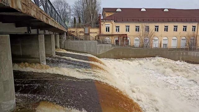 Ондатра на плотине