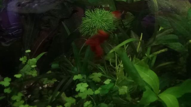 Самцы Пецилий выесняют отношения часть 2. 2021-04-18