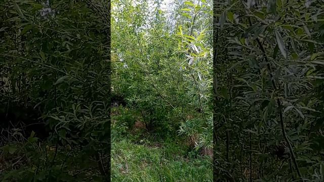 Сказка #shorts#fishingholidays#рыбалка