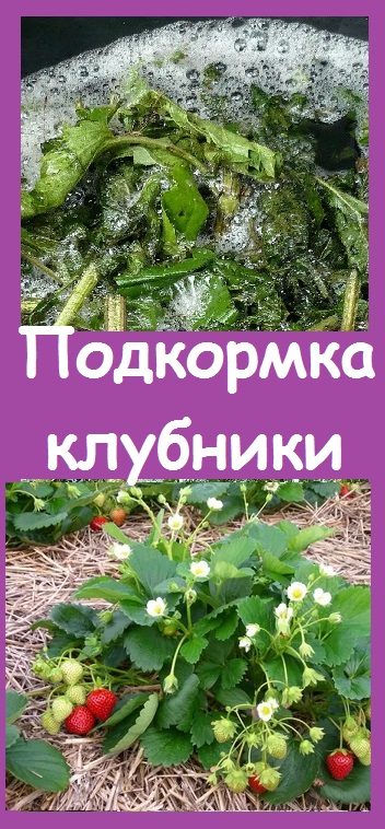 Как я ПОДКАРМЛИВАЮ КЛУБНИКУ перед началом цветения безвредным удобрением
 #дача #огород #сад #garden