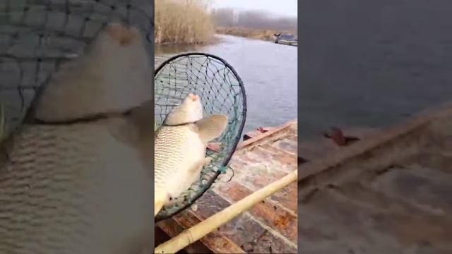 когда много рыбы на рыбалке.mp4