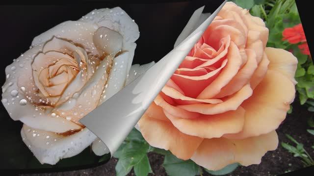 Розы нашего сада