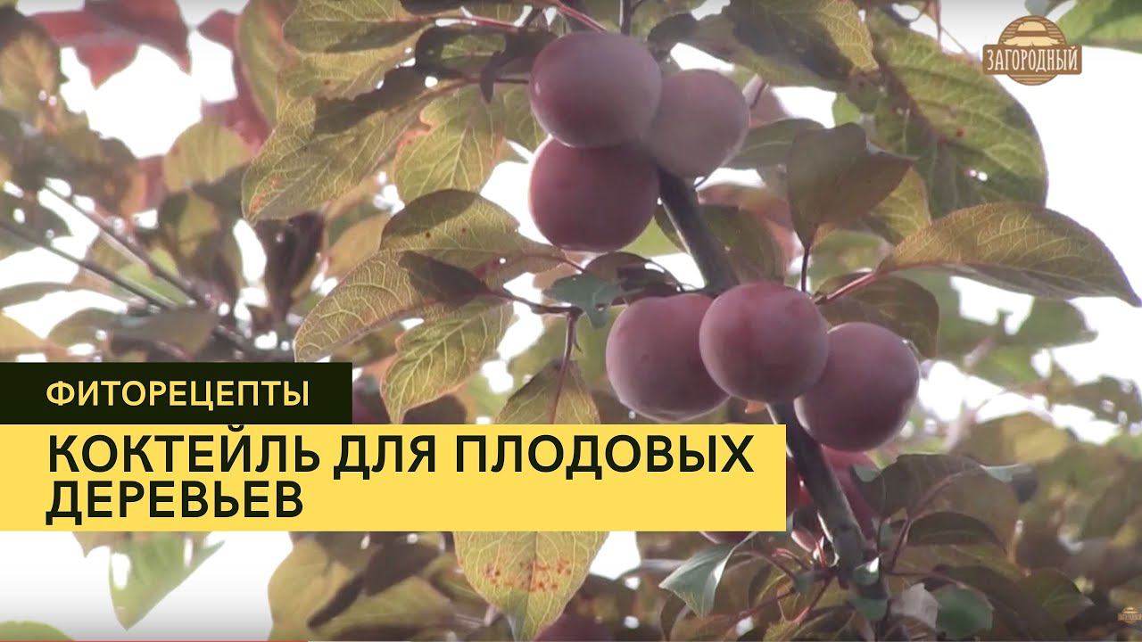 Коктейль для плодовых деревьев \ Как избавиться от вредителей \ Фиторецепты