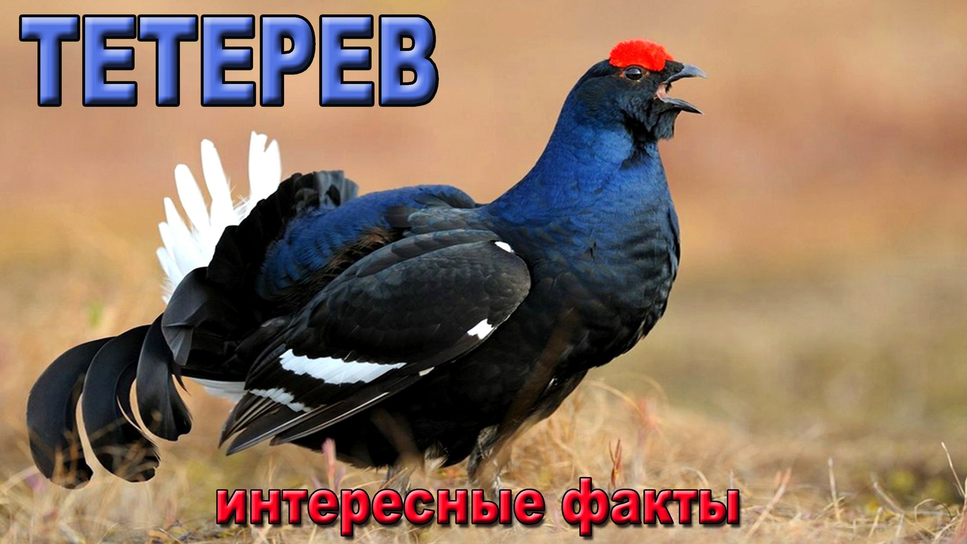 Тетерев, интересные факты.