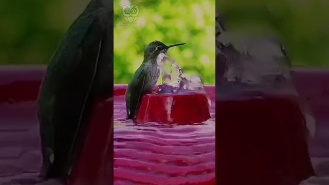 Фонтанчик для колибри.