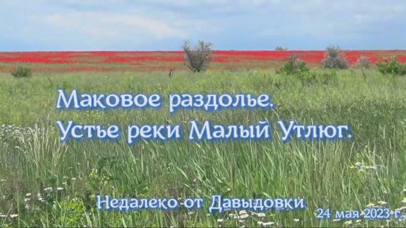 Маковое раздолье.