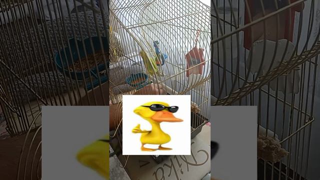 Чё папа издевается над ГОШАЙ!?