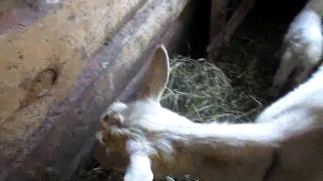 у нас окотилась манюня, 2 козочки!