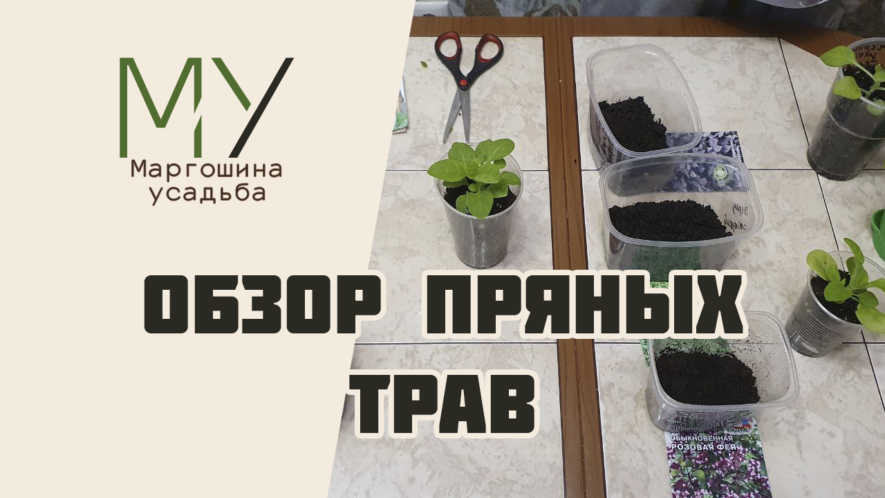 Обзор пряных трав. Выращивание петунии. Черенкование