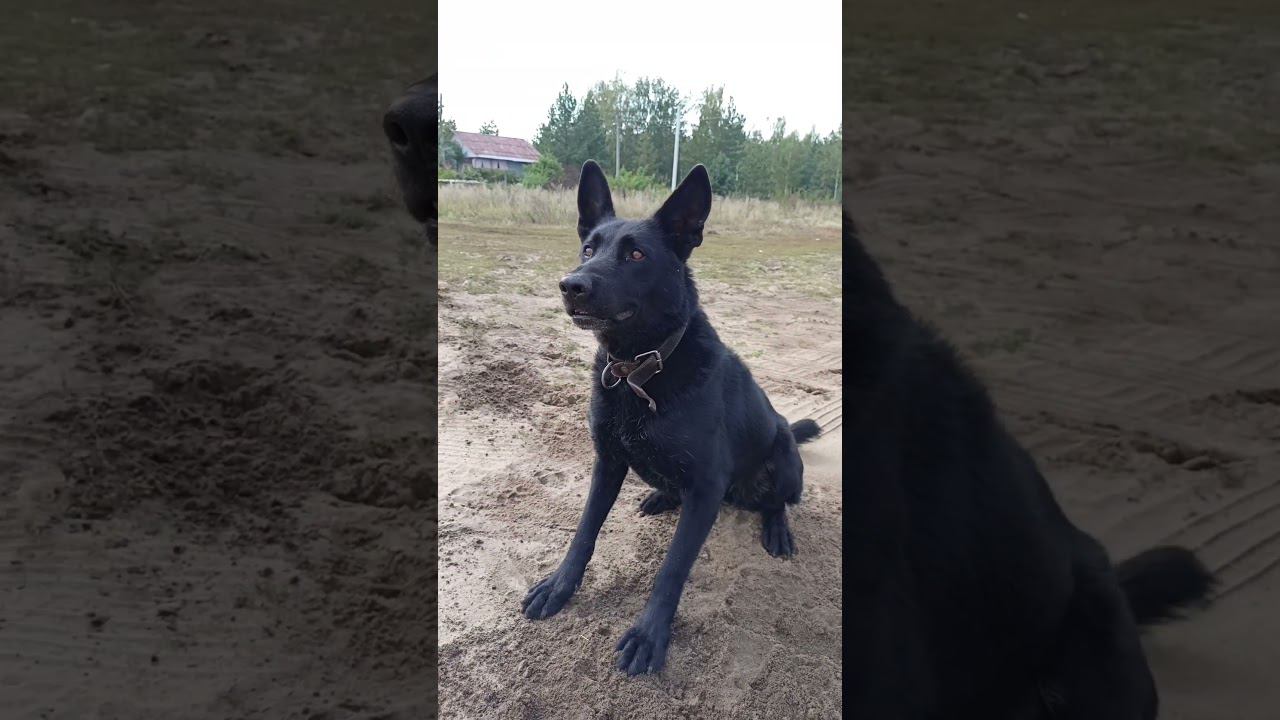 Беги - Родион Правдухин #песня #музыка2023 #русскаямузыка #чернаясобака #лайка #овчарка