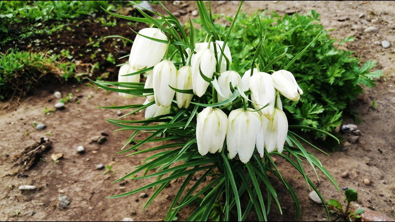 18 мая 2019 - Расцветает сад в Сибири - Розы, лилии, рябчики, сакура и другое