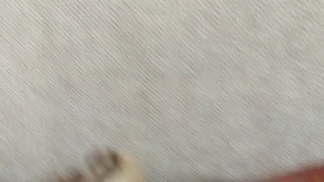 мой богомол отложил оотеку